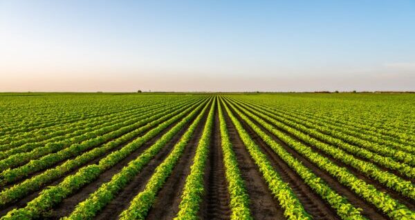 Gold Leaf Farming , A Unique Investment Opportunity - Blue Vault